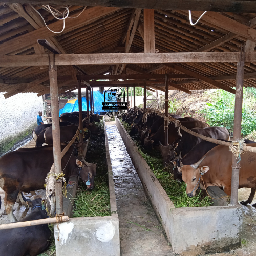 Harga sapi per kg hidup 2025 - Sapi Qurban Murah