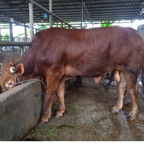Harga sapi per kg hidup 2025 - Sapi Qurban Murah
