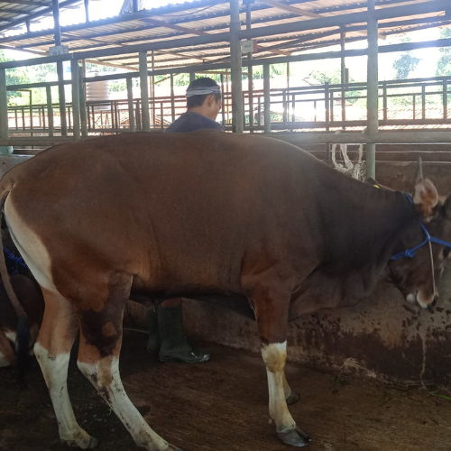 Harga Sapi Bobot 350 kg - Sapi Qurban Murah
